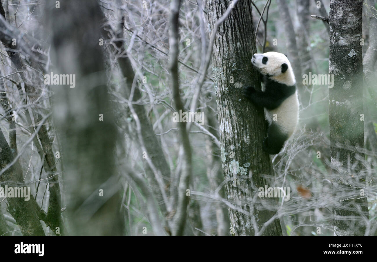 Foping, China's Shaanxi Province. 28th Mar, 2016. A wild Qinling panda ...