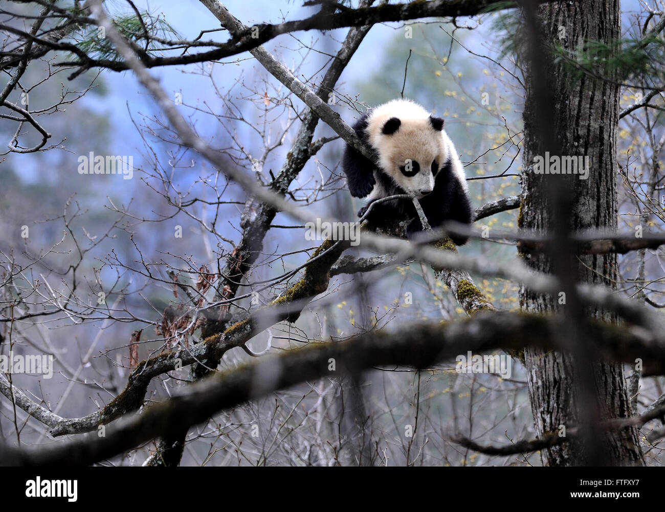 Foping, China's Shaanxi Province. 28th Mar, 2016. A wild Qinling panda ...