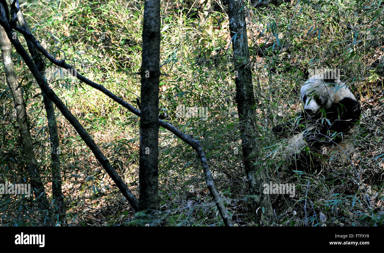 Foping, China's Shaanxi Province. 27th Mar, 2016. A wild Qinling panda ...