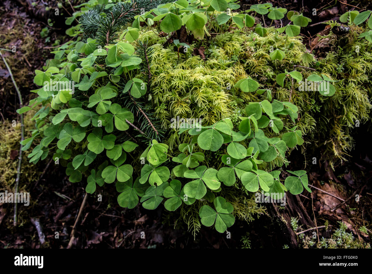 Oregon oxalis hi-res stock photography and images - Alamy