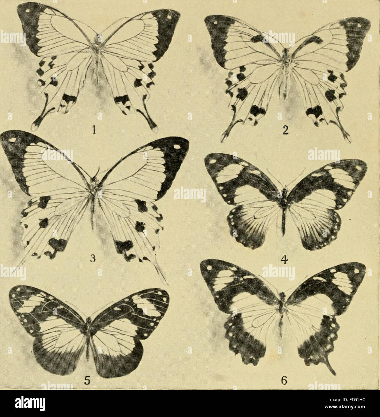 This 1928 work offers an overview of evolutionary theory, presented in ...