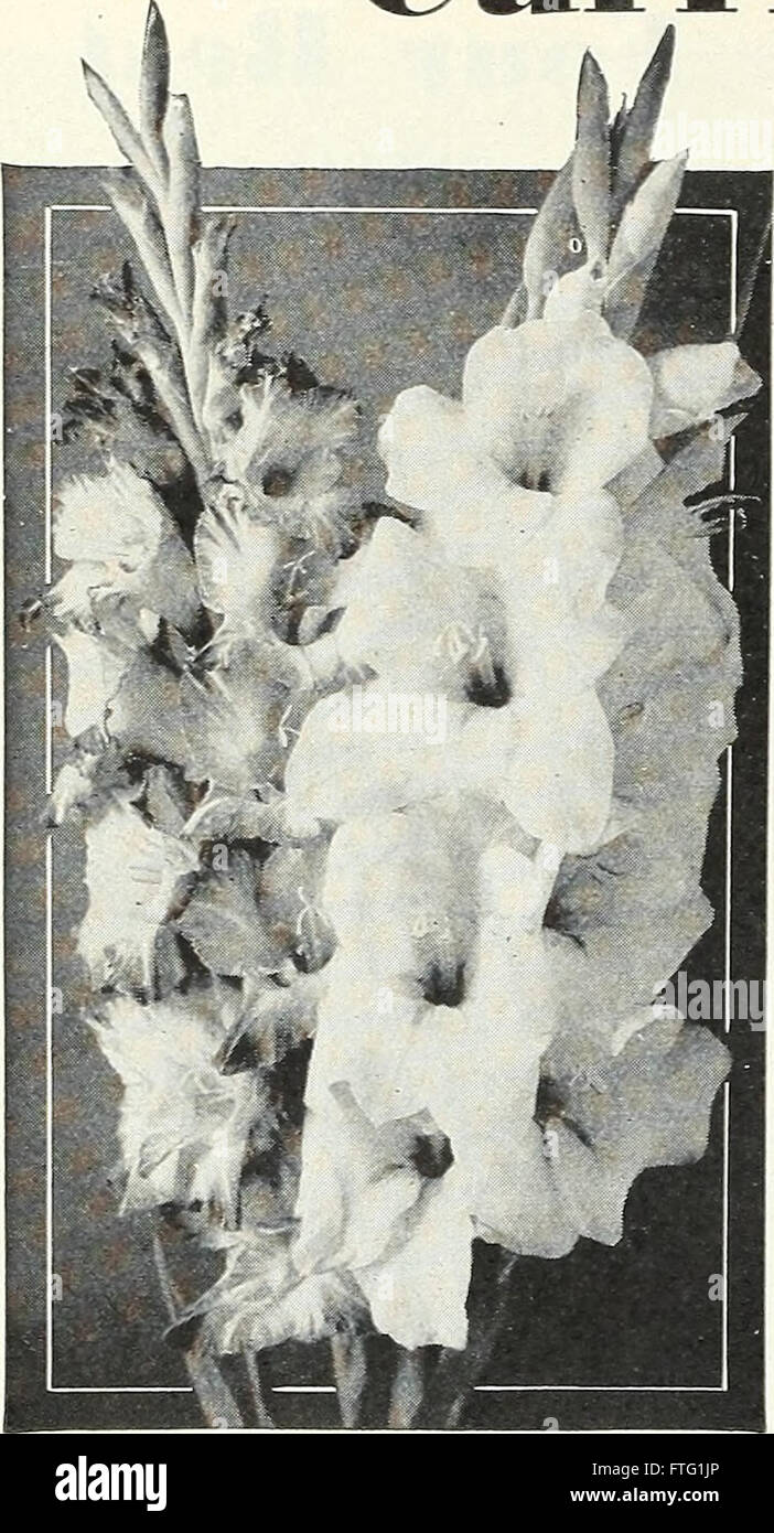 'Currie's Garden Annual' (1934) is a gardening catalog offering ...