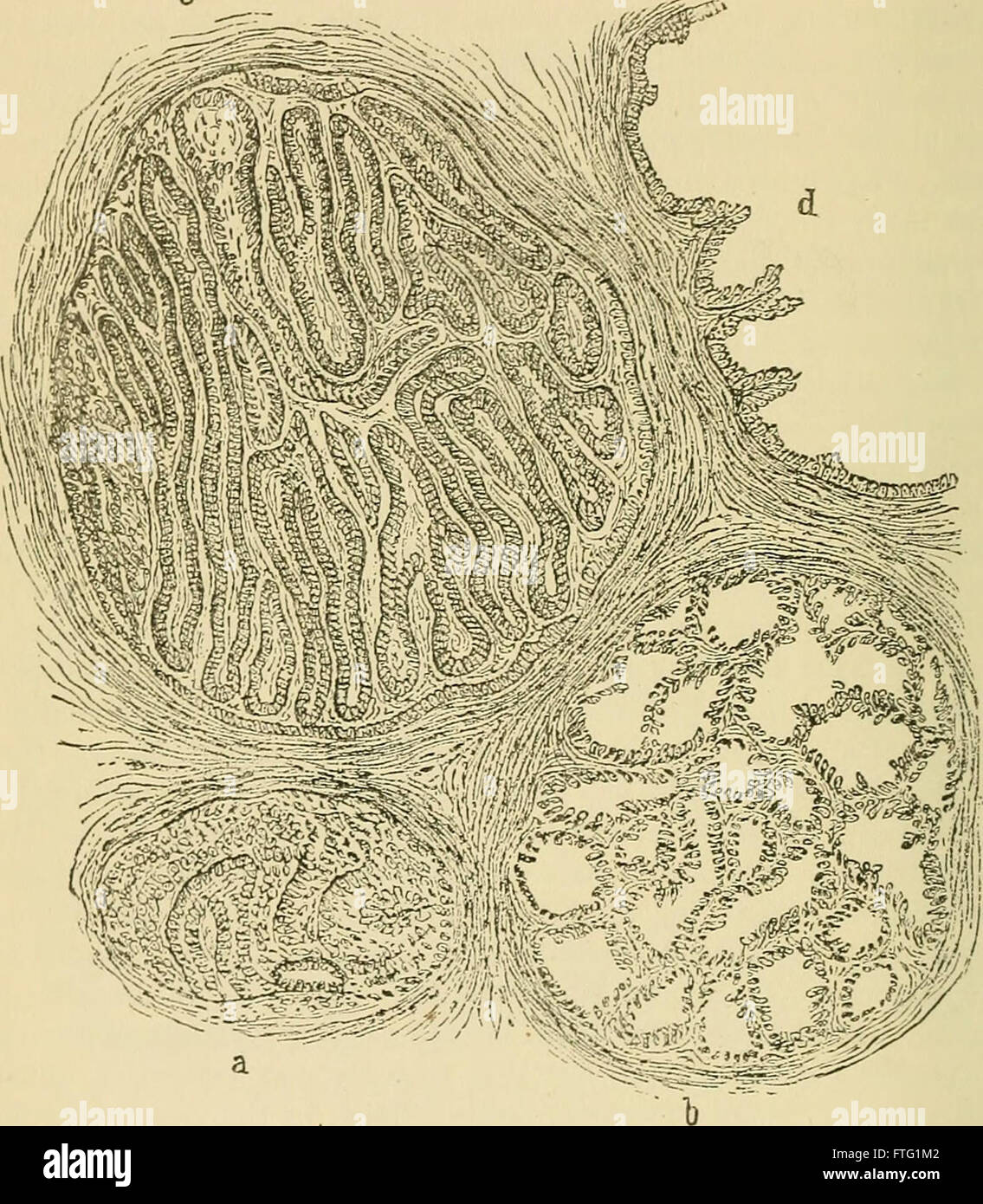 The Cyclopædia of Obstetrics and Gynecology (1887) is an extensive ...