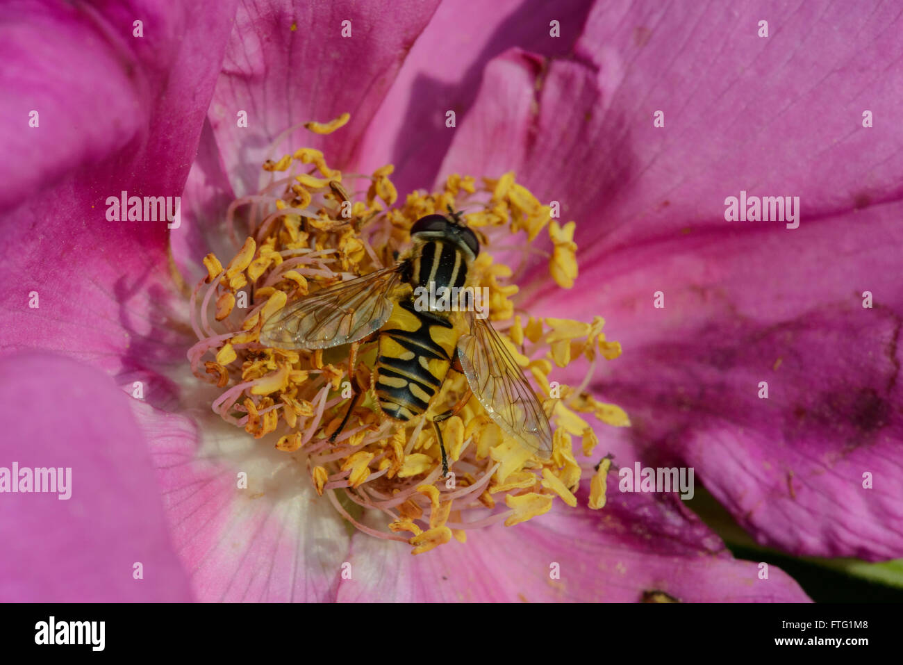 Sun Fly (Heliophilus pendulas), female Stock Photo - Alamy