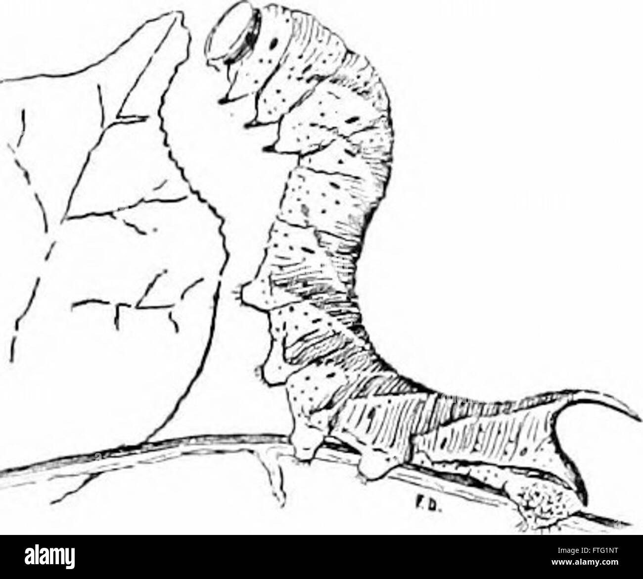 An American horticultural reference work providing cultivation advice ...