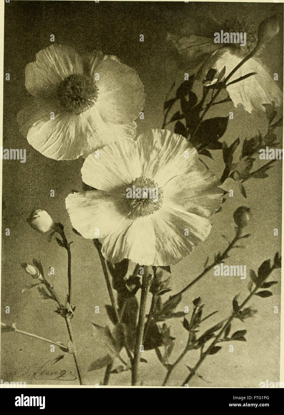 This comprehensive guide provides detailed cultivation methods for ...