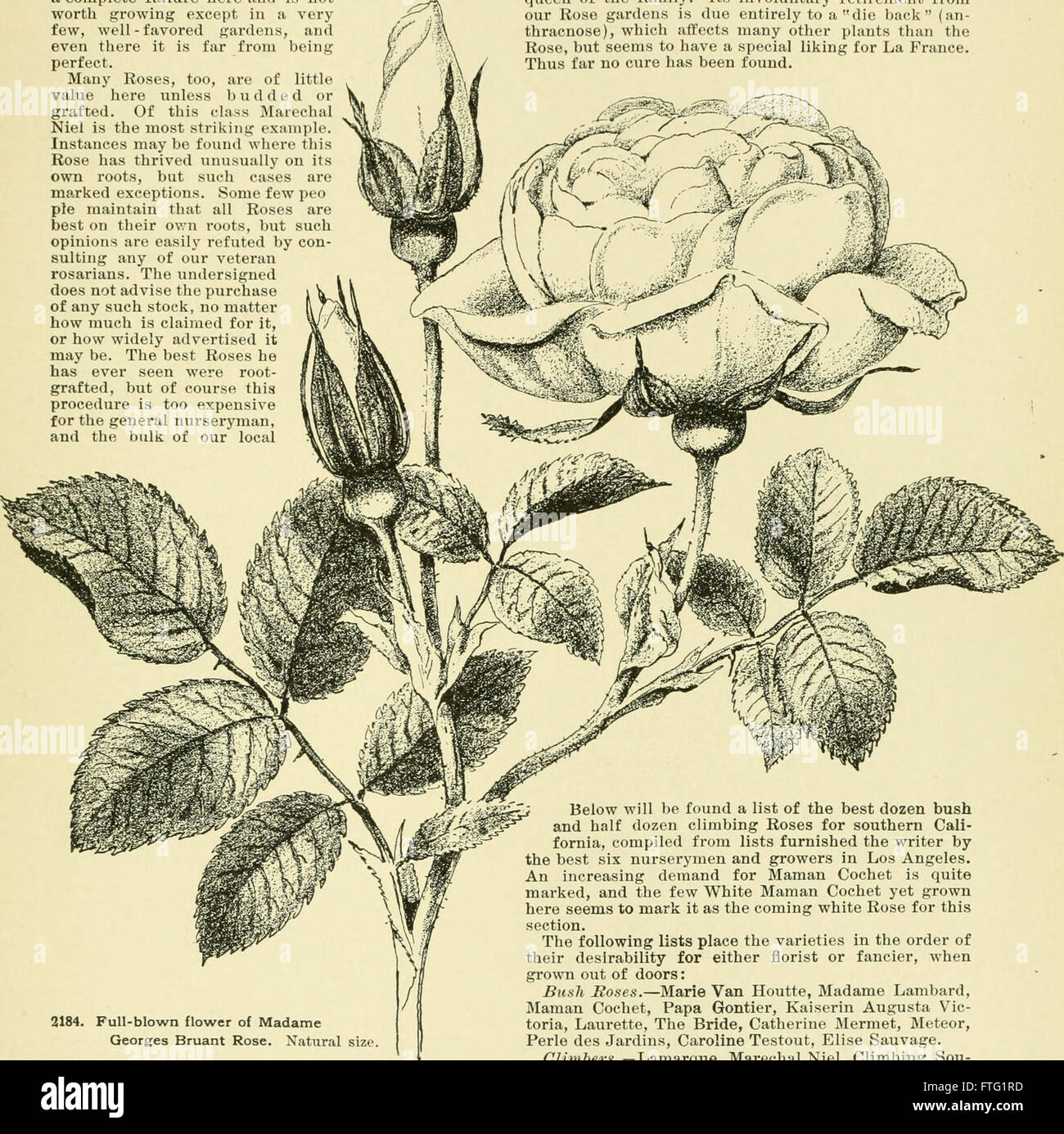 A comprehensive guide to the cultivation of horticultural plants in the ...