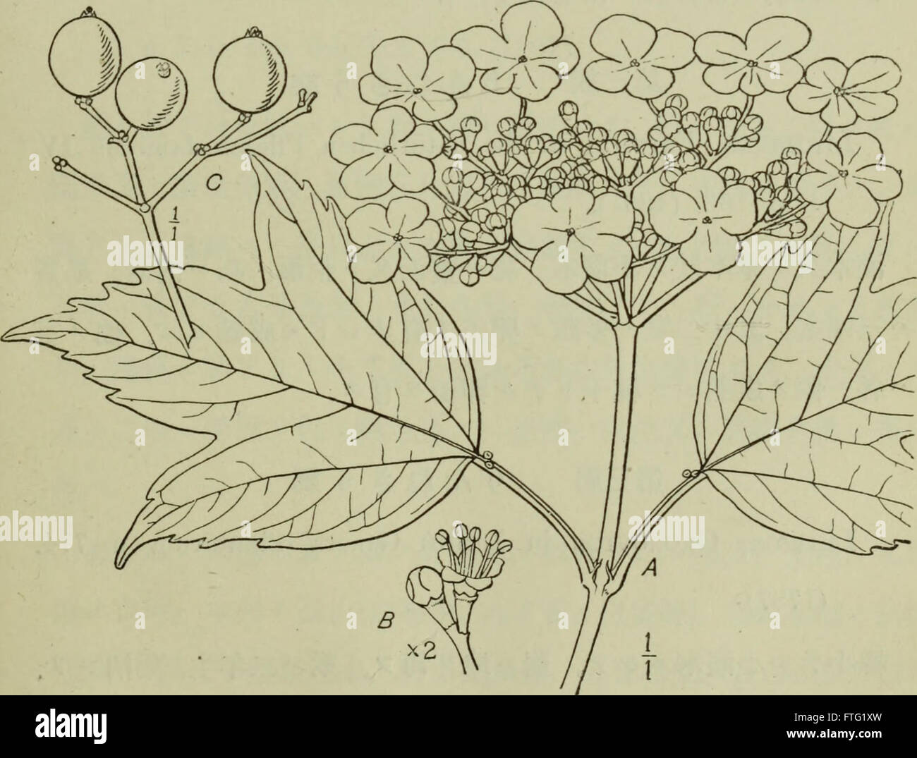 Dai font hi-res stock photography and images - Alamy