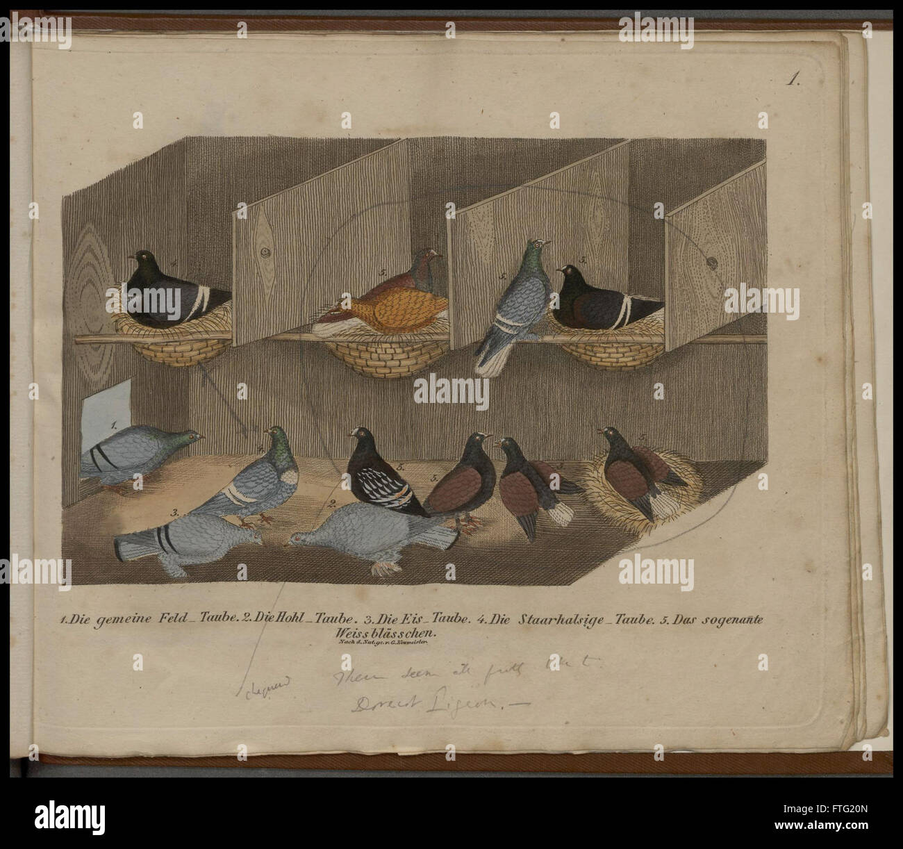 'Das Ganze der Taubenzucht' discusses the complete process of pigeon ...