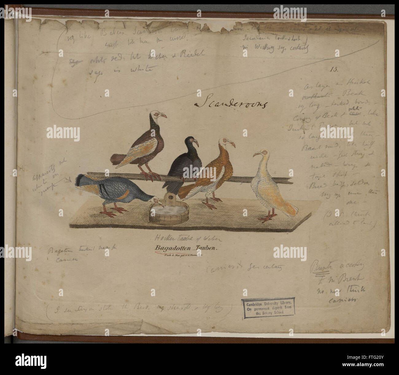 A detailed work on the breeding of pigeons, focusing on the various ...