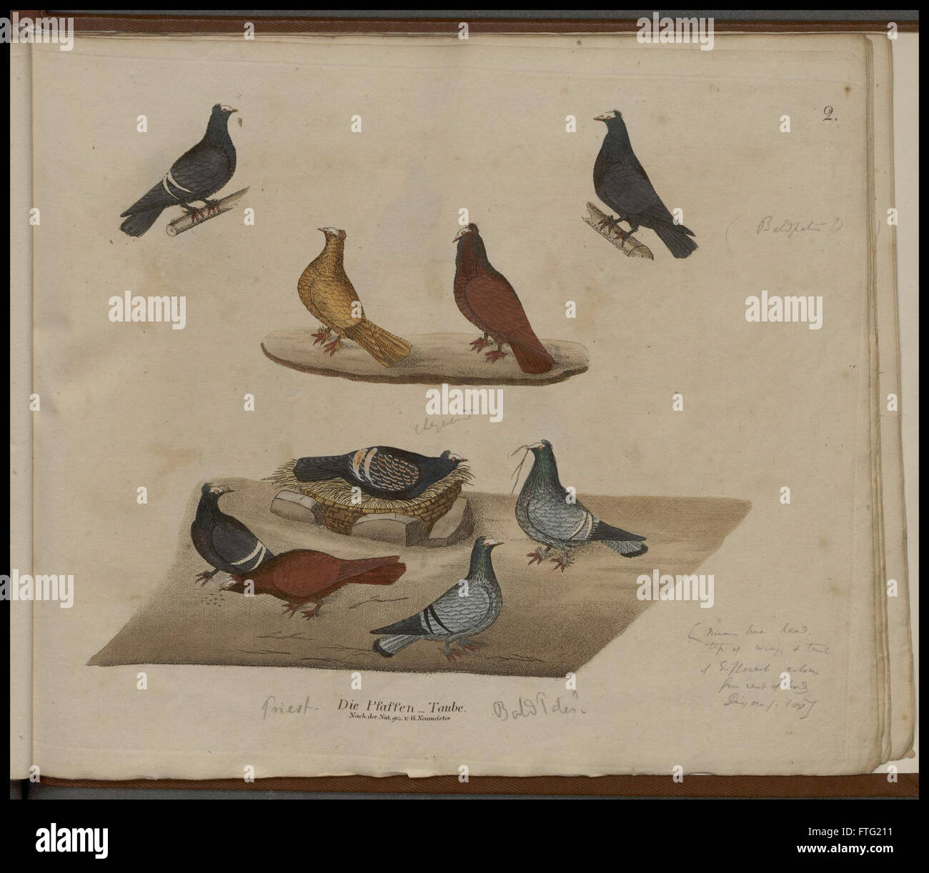 This German text discusses the complete guide to pigeon breeding ...