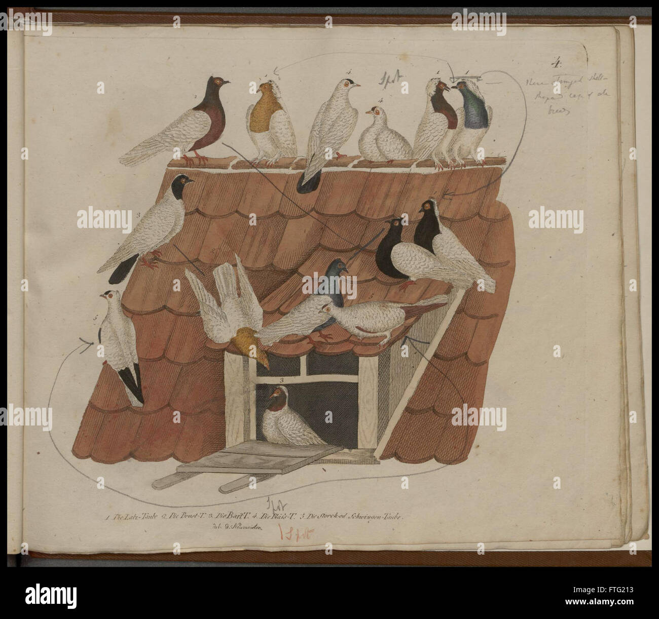 A German text on pigeon breeding, offering an in-depth look at the ...