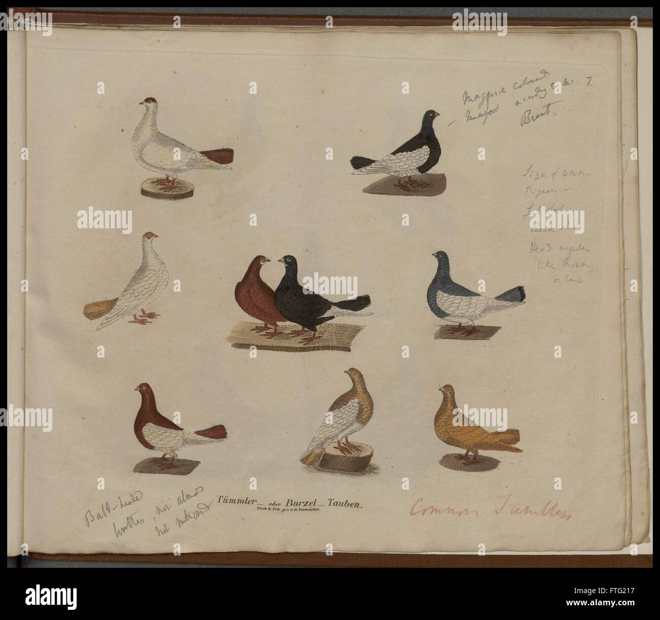 A guide to pigeon breeding, focusing on the complete process of raising ...