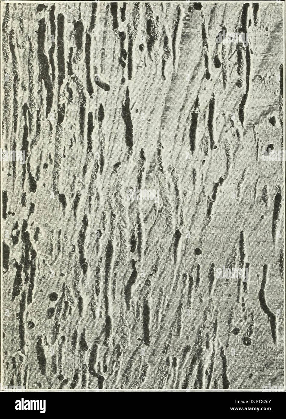 A 1490 text describing various defects in timber caused by insect ...