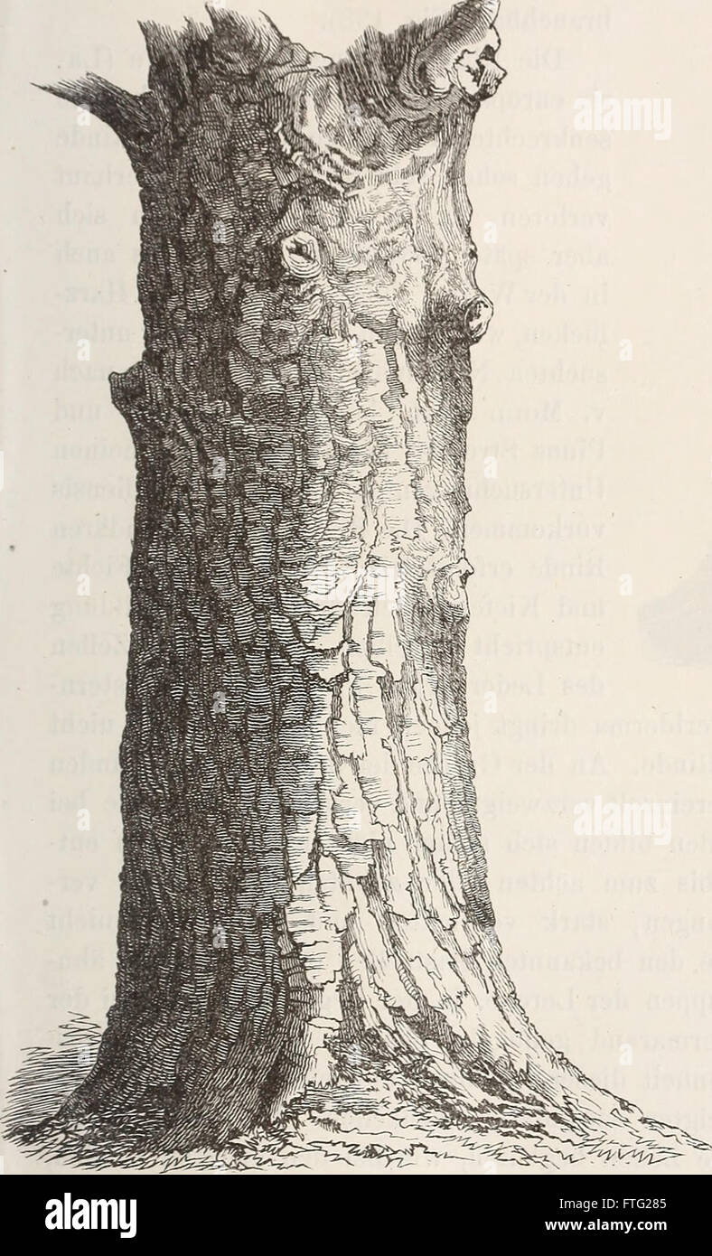 A 19th-century German book exploring the natural history and ...