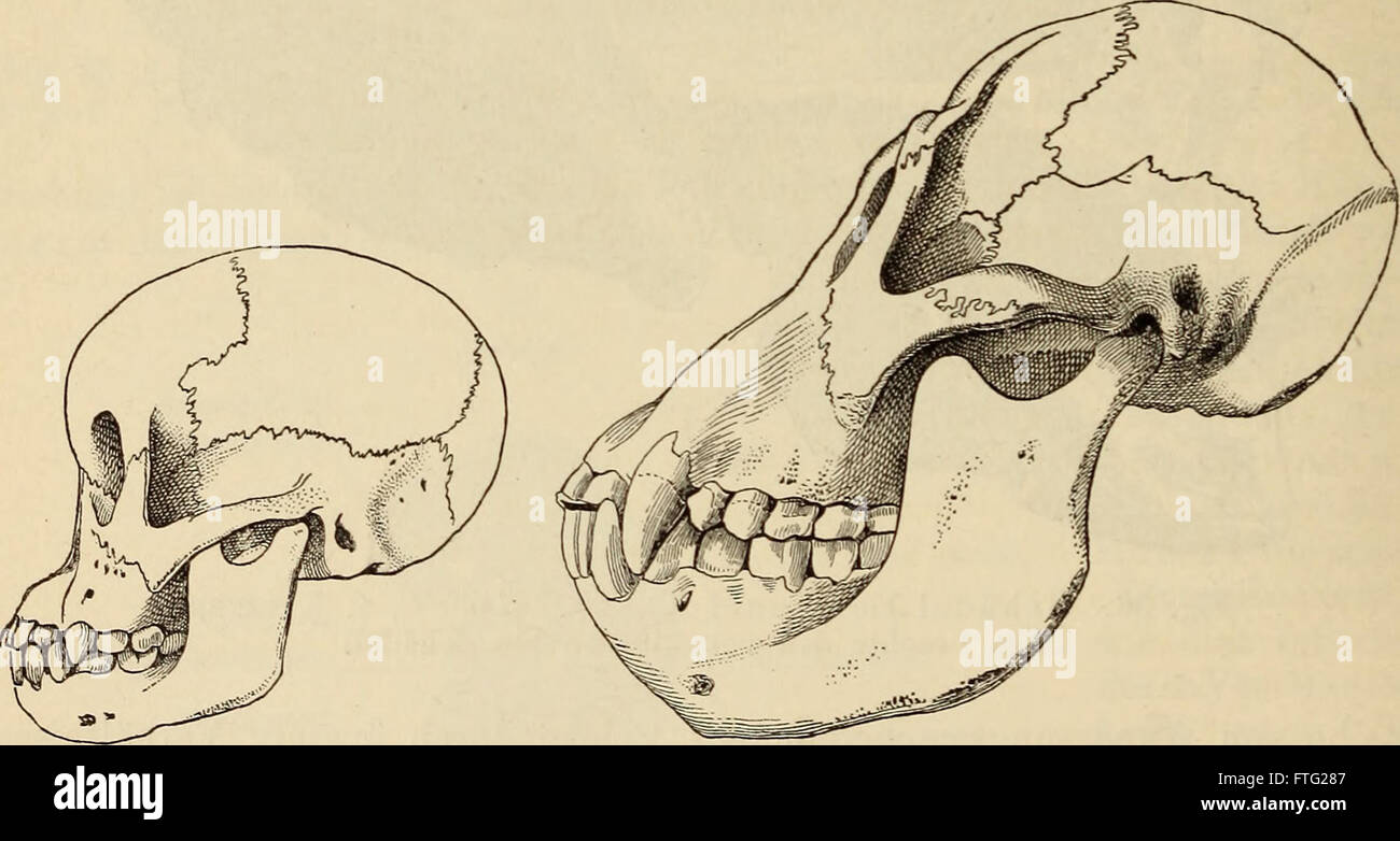 This 1902 publication discusses human anatomy as evidence of ...