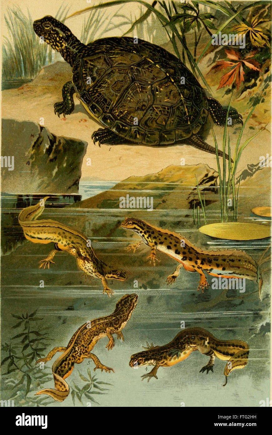 A comprehensive 1897 German work detailing the amphibians and reptiles ...