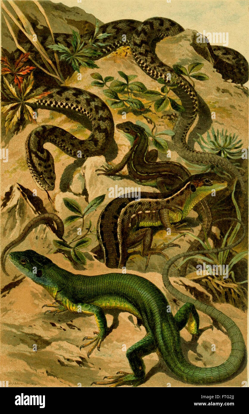 A 1890 work focusing on the amphibians and reptiles of Germany ...