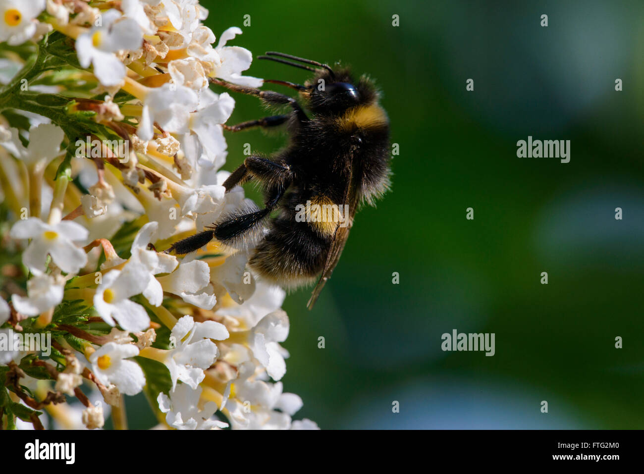 Bombus bombus terrestris hi-res stock photography and images - Alamy