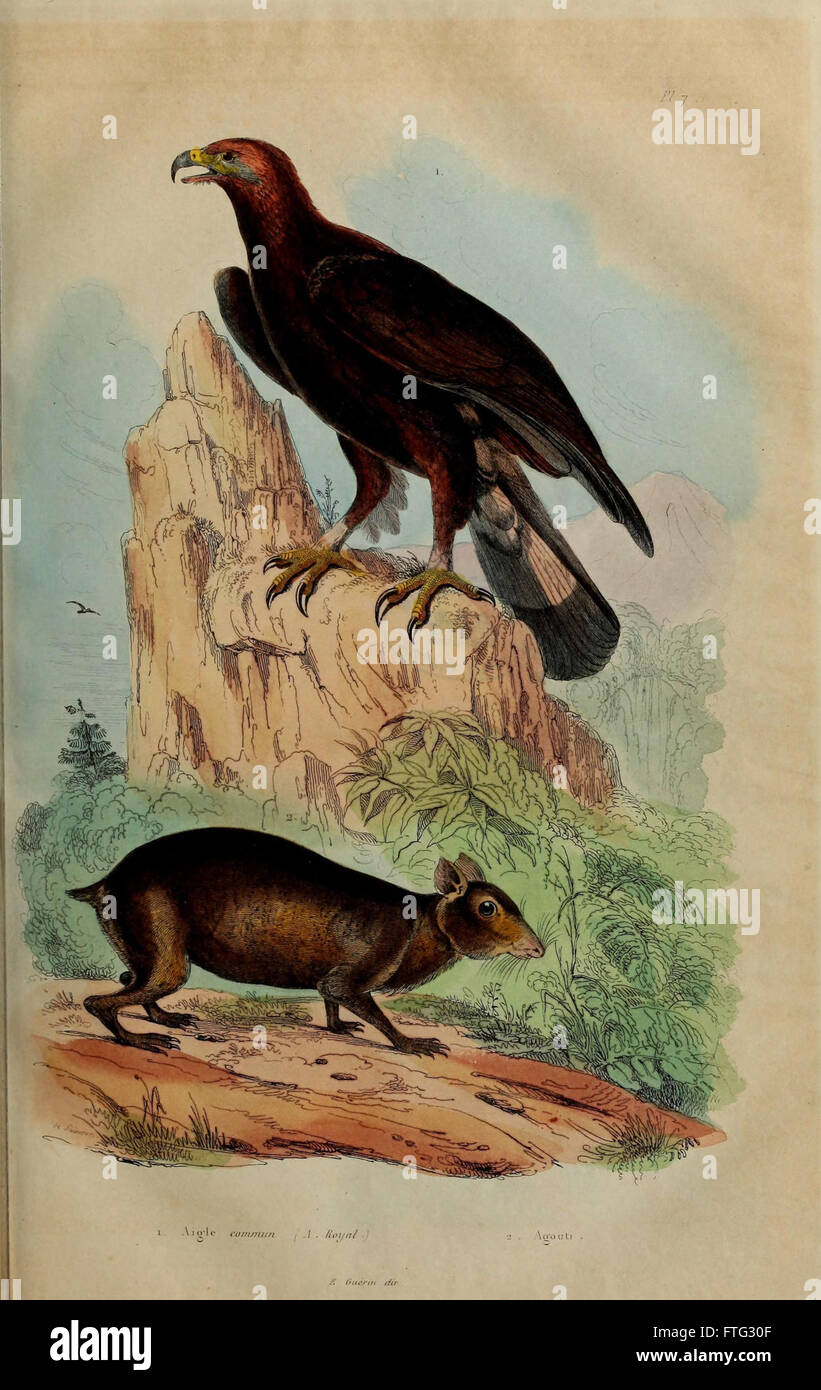 A French natural history dictionary illustrating various natural ...