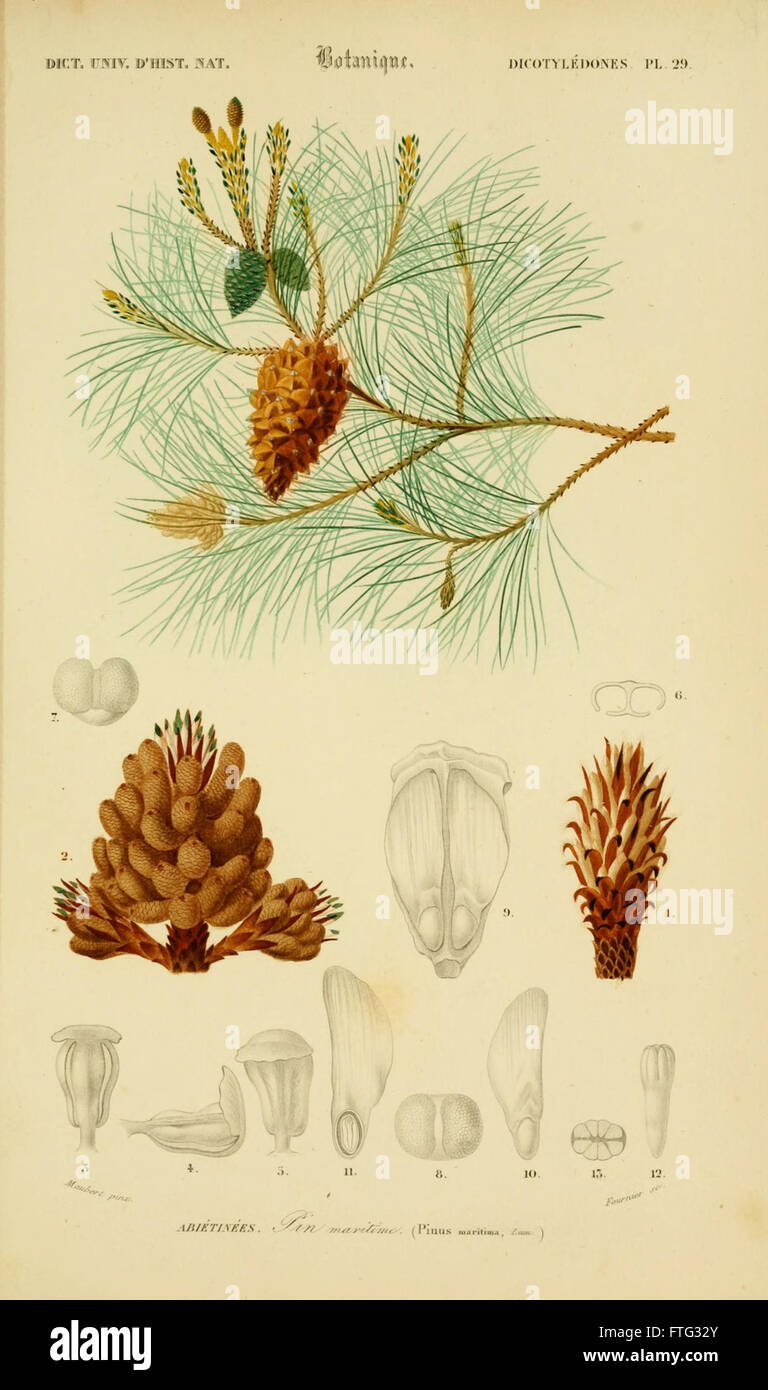 A botanical dictionary, focusing on the classification of ...
