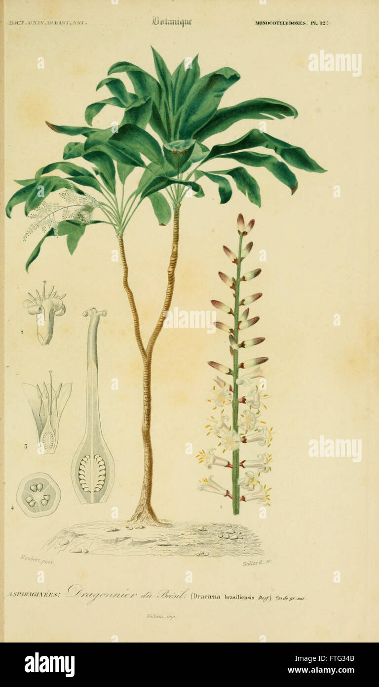 'Dictionnaire Universel d'Histoire Naturelle' (Monocotyledones Pl. 12 ...