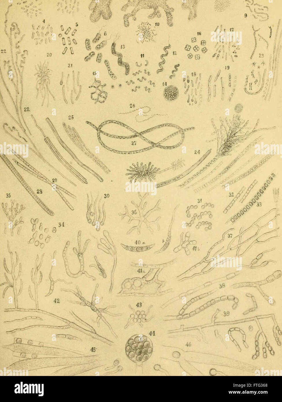 This 1885 work examines the simplest life forms within the animal and ...