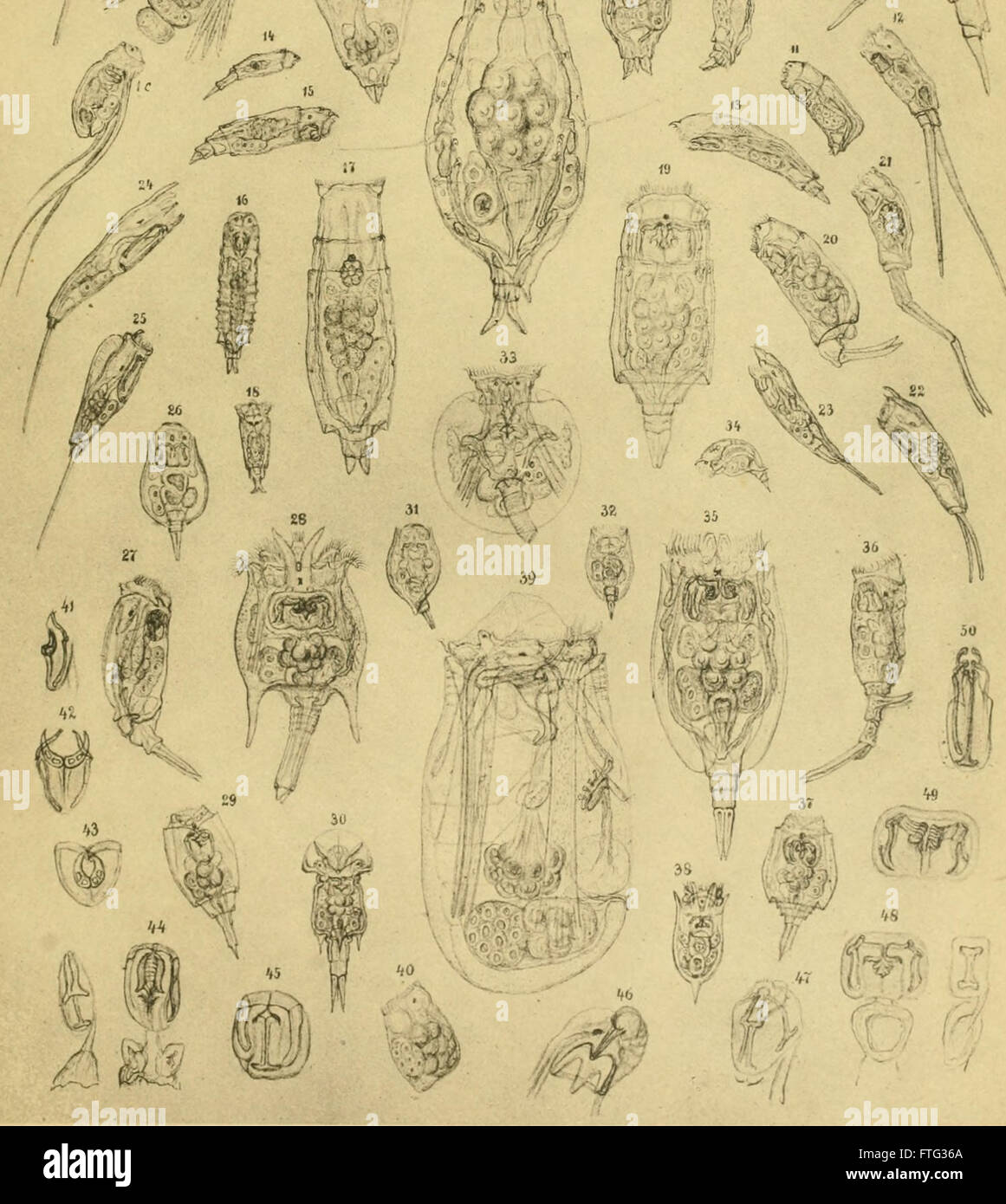 This 1885 work explores the simplest life forms in the animal and plant ...