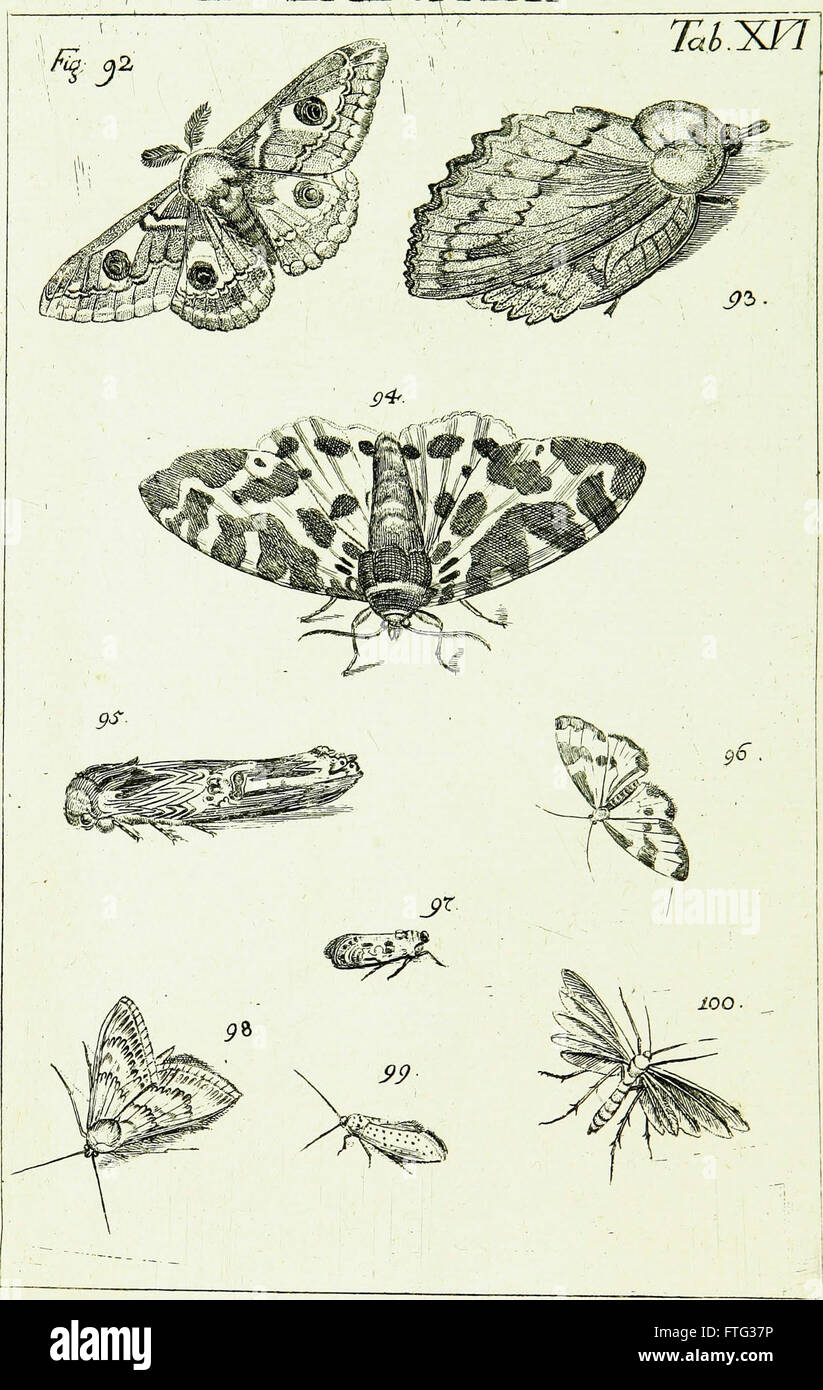 'Die Kennzeichen der Insekten' (1761) by Carl Linnaeus presents a ...