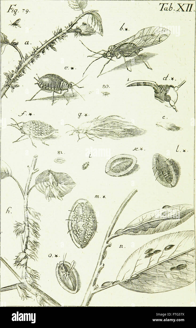 *Die Kennzeichen der Insekten* (1761), based on Carl Linnaeus' work ...