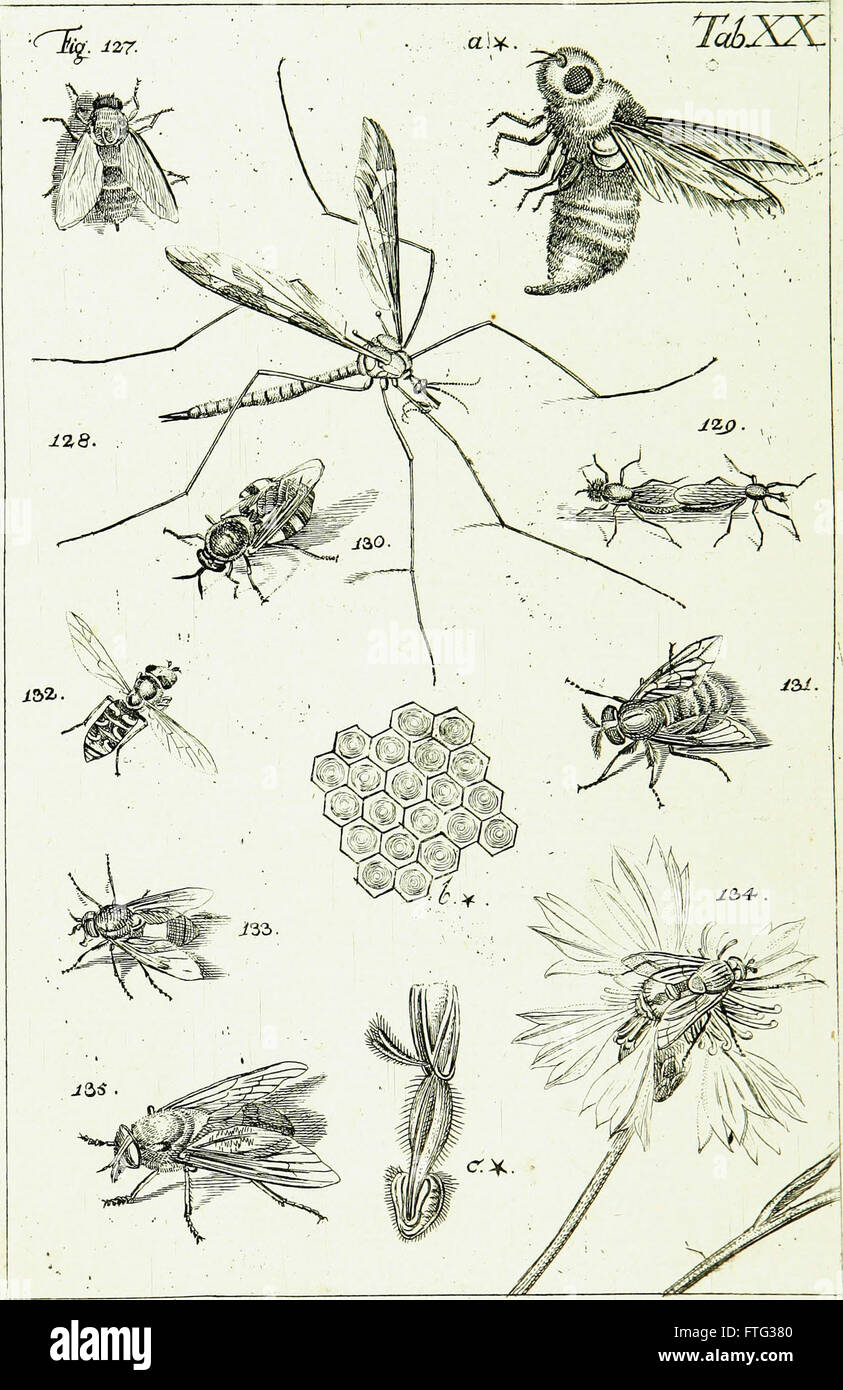 This 1761 work, by Carl Linnaeus, outlines the characteristics of ...