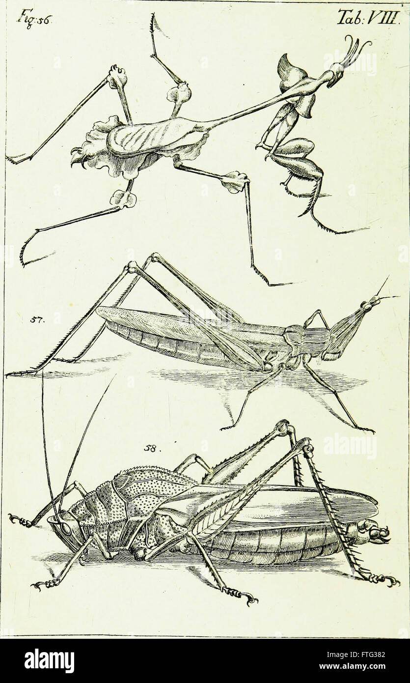A 1761 work detailing the characteristics of insects according to the ...