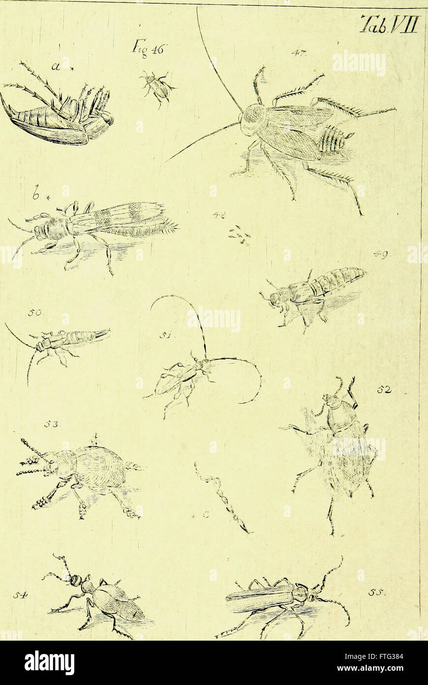 The title translates to 'The Characteristics of Insects, according to ...