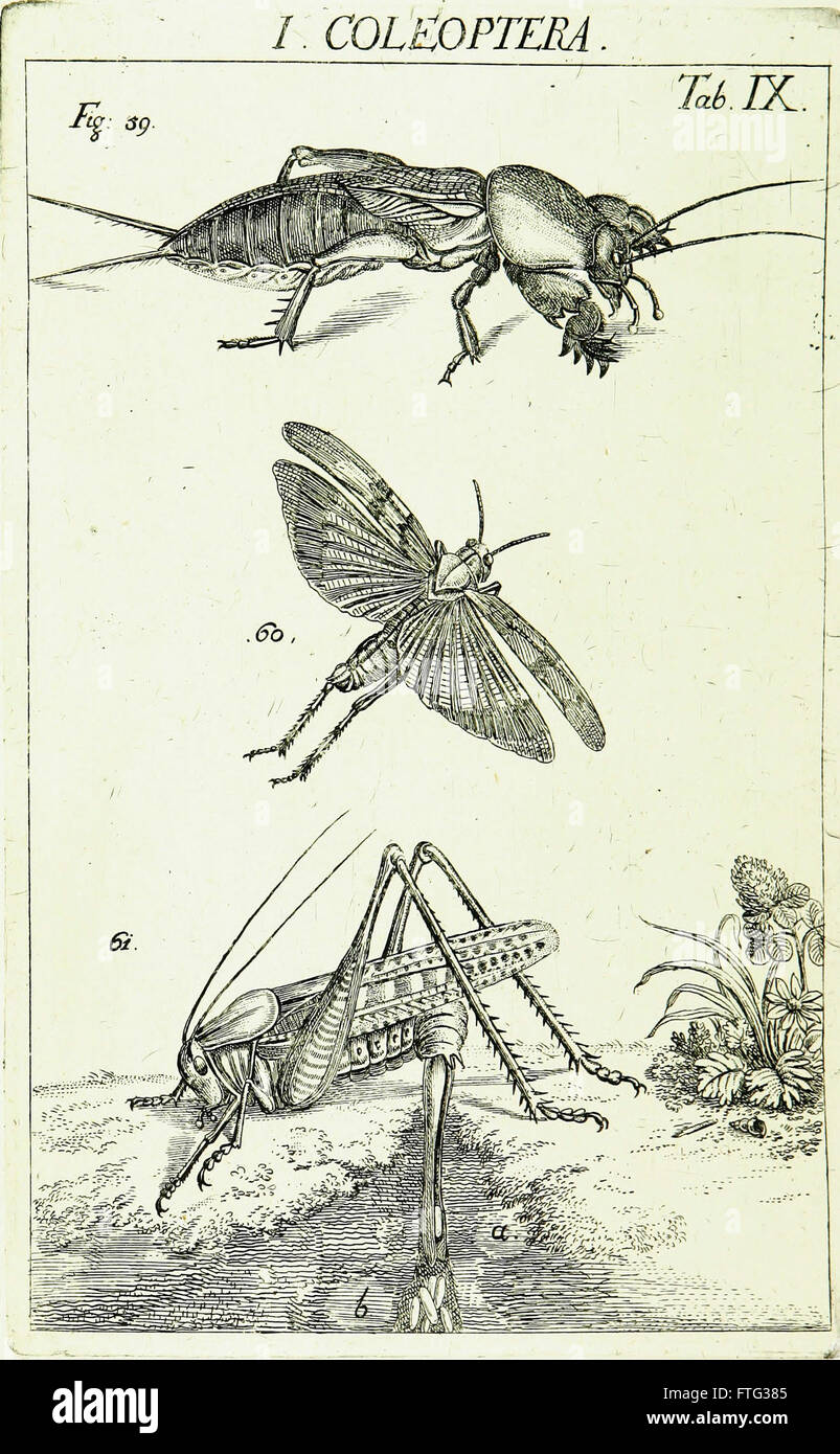 'Die Kennzeichen der Insekten' (The Characteristics of Insects) from ...