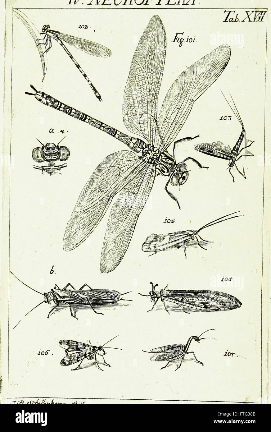This 1761 work by Carl Linnaeus identifies the key characteristics of ...
