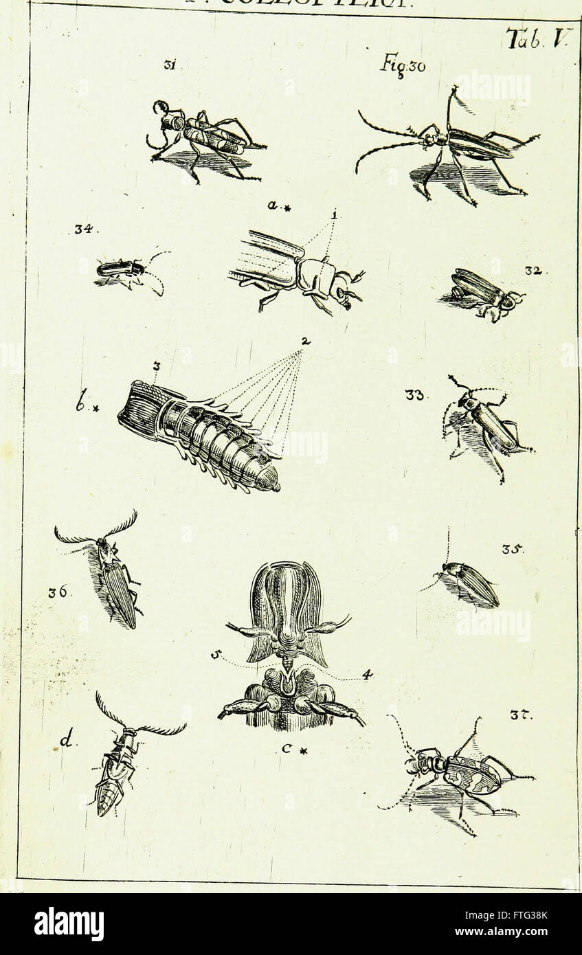 A 1761 work by Carl Linnaeus, detailing the characteristics of insects ...