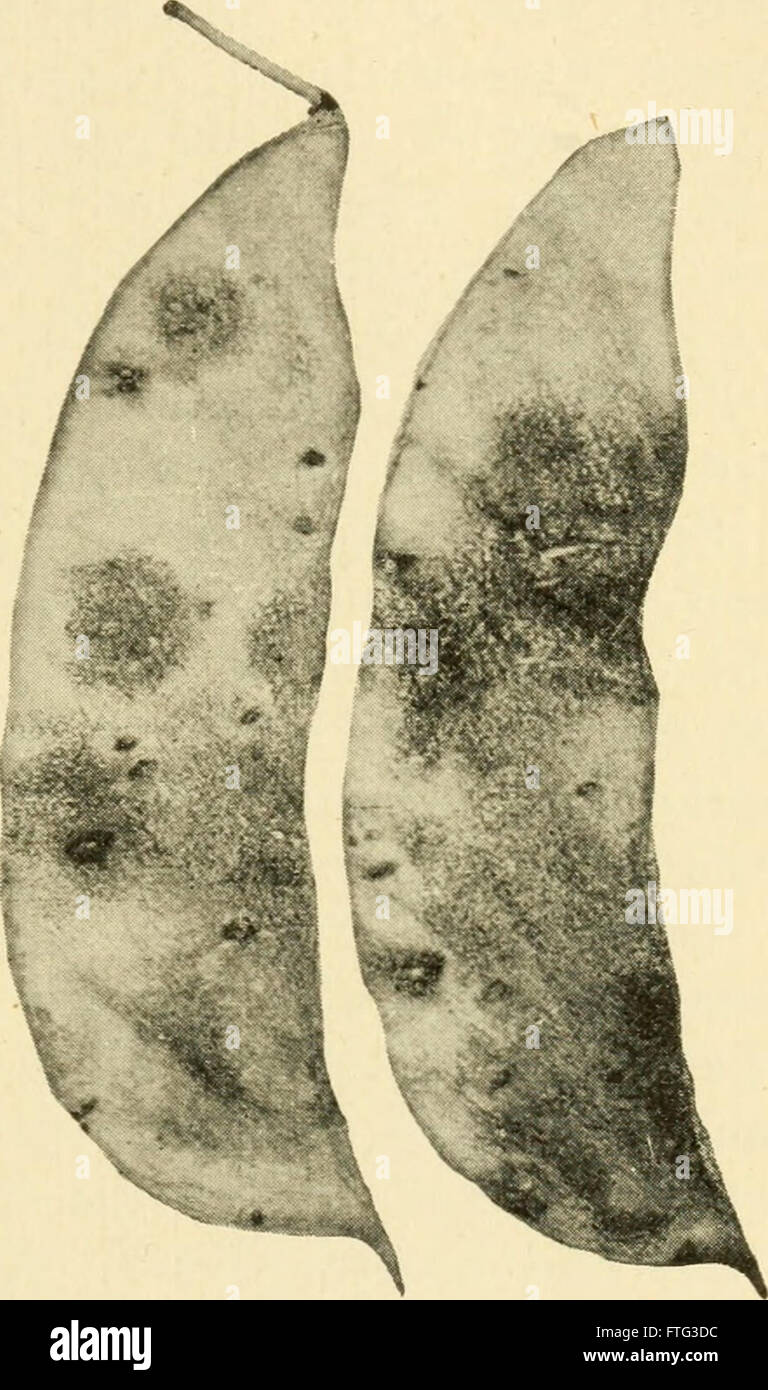 A study on the diseases affecting economically significant plants ...