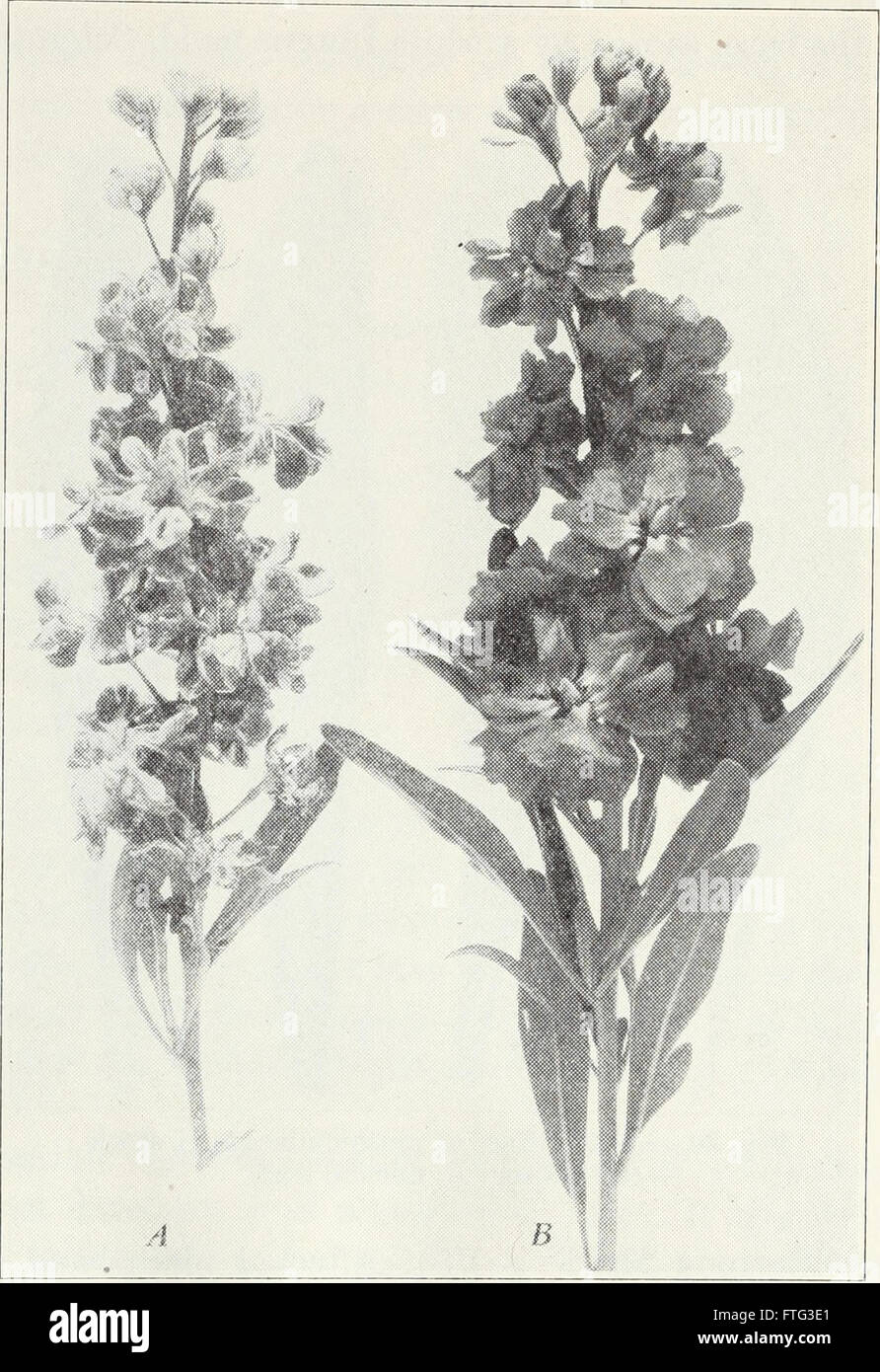 *Diseases of Flowers and Other Ornamentals* (1940) provides a detailed ...