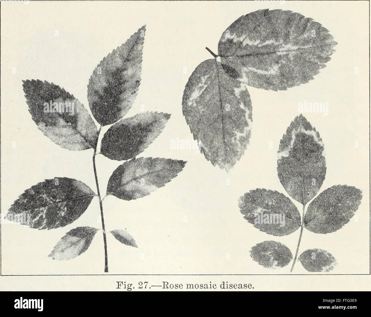 A 1940 guide addressing the various diseases that affect flowers and ...