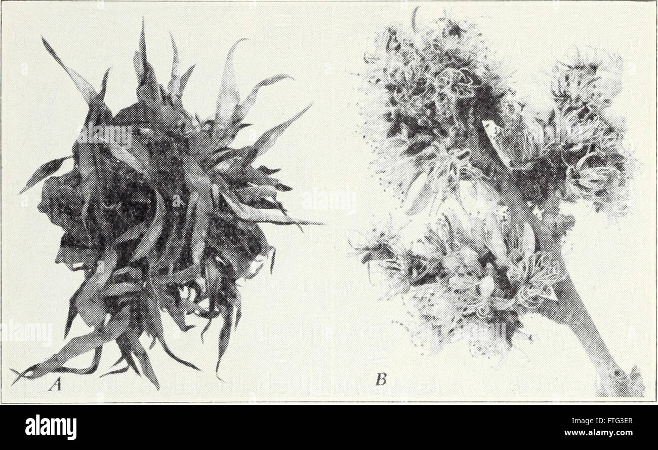 'Diseases of Fruits and Nuts' (1941) provides a detailed examination of ...