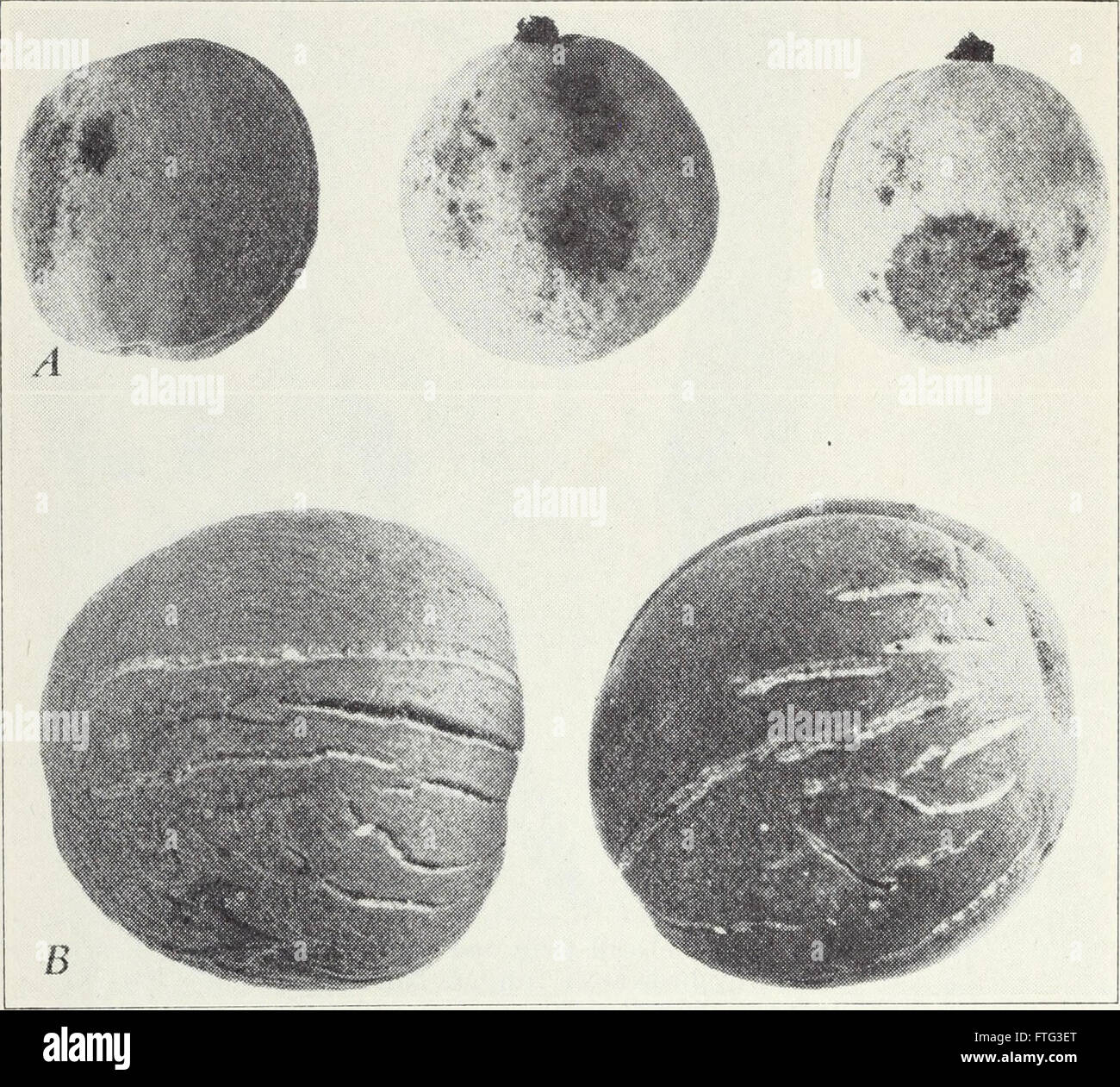 This 1941 publication covers common diseases affecting fruits and nuts ...