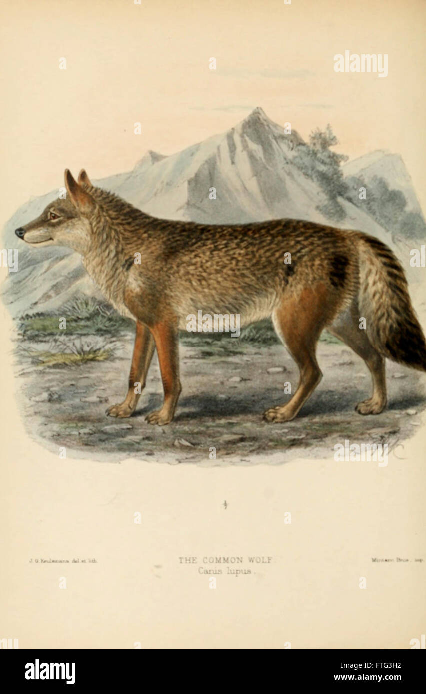 Plate I illustrates various species of carnivorous mammals including ...