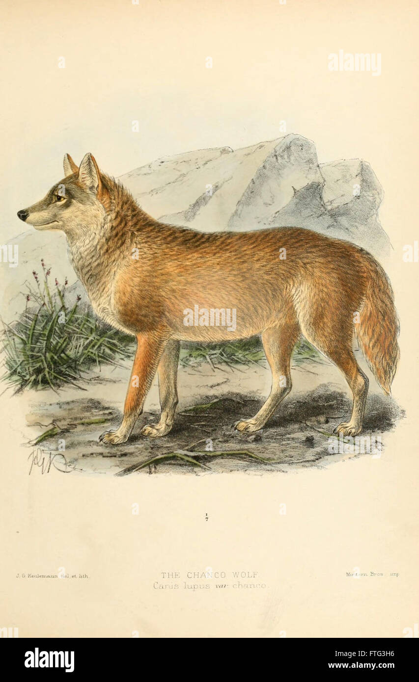 An illustration from a zoological work depicting various canid species ...