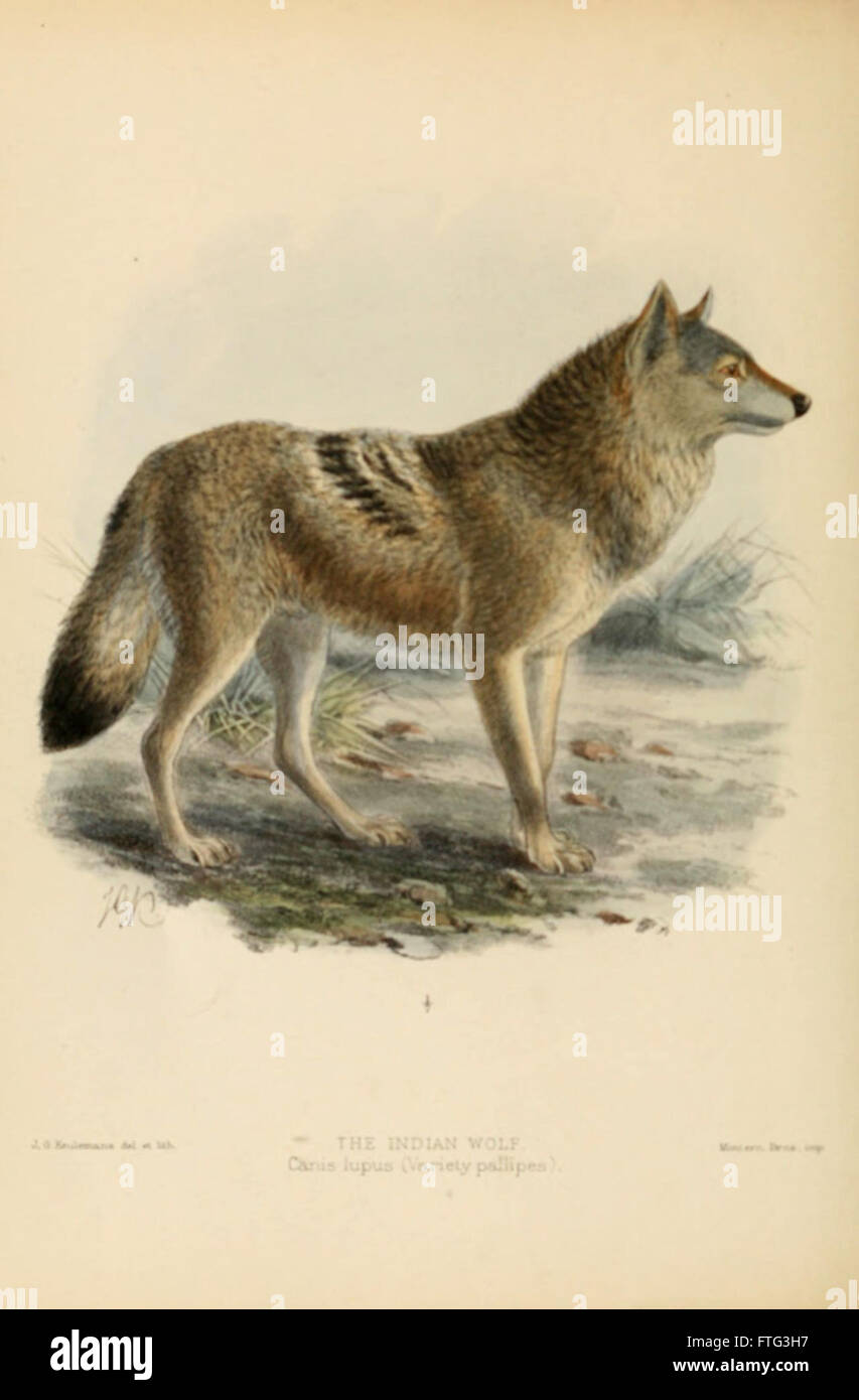 'Dogs, Jackals, Wolves, and Foxes' (Plate IV) depicts various species ...