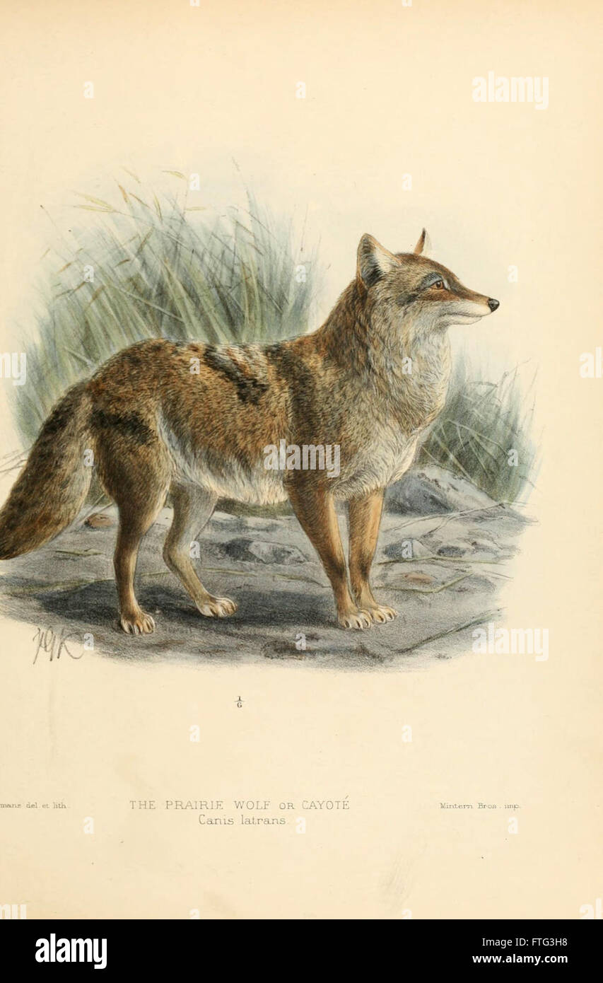This plate from a zoological study illustrates various canid species ...