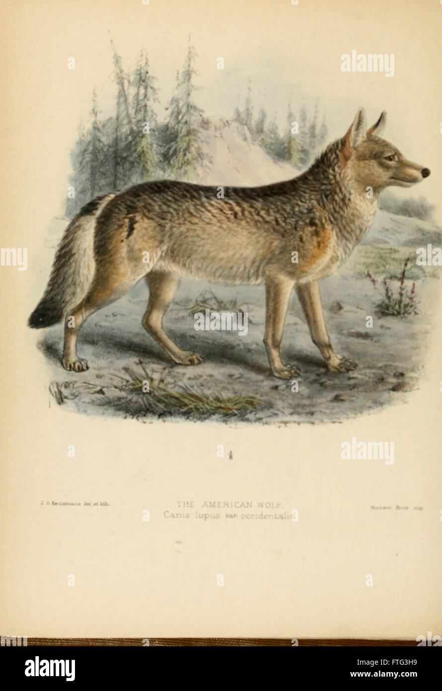 An illustration featuring various canid species including dogs, jackals ...