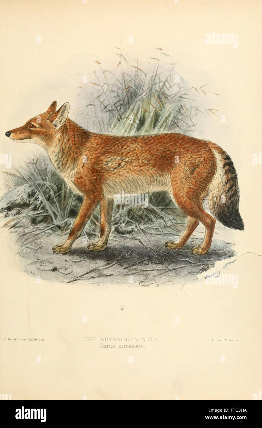 A zoological study depicting various species of canines, including dogs ...