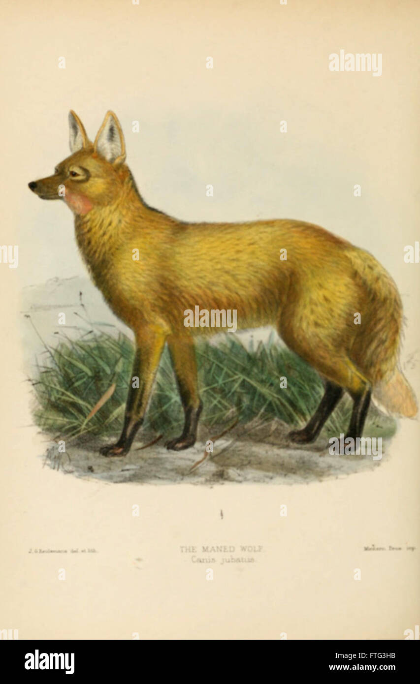This plate presents detailed illustrations of dogs, jackals, wolves ...
