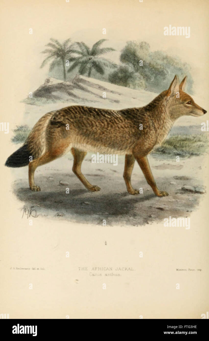 'Dogs, Jackals, Wolves, and Foxes' (Plate XI) offers a comparative ...