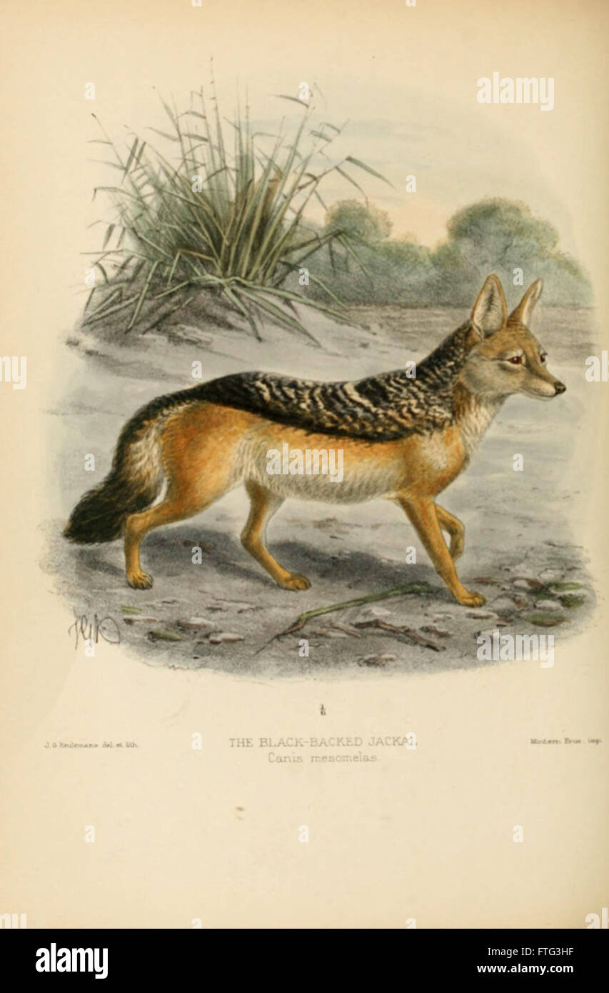 This plate (XII) illustrates various canid species, including dogs ...